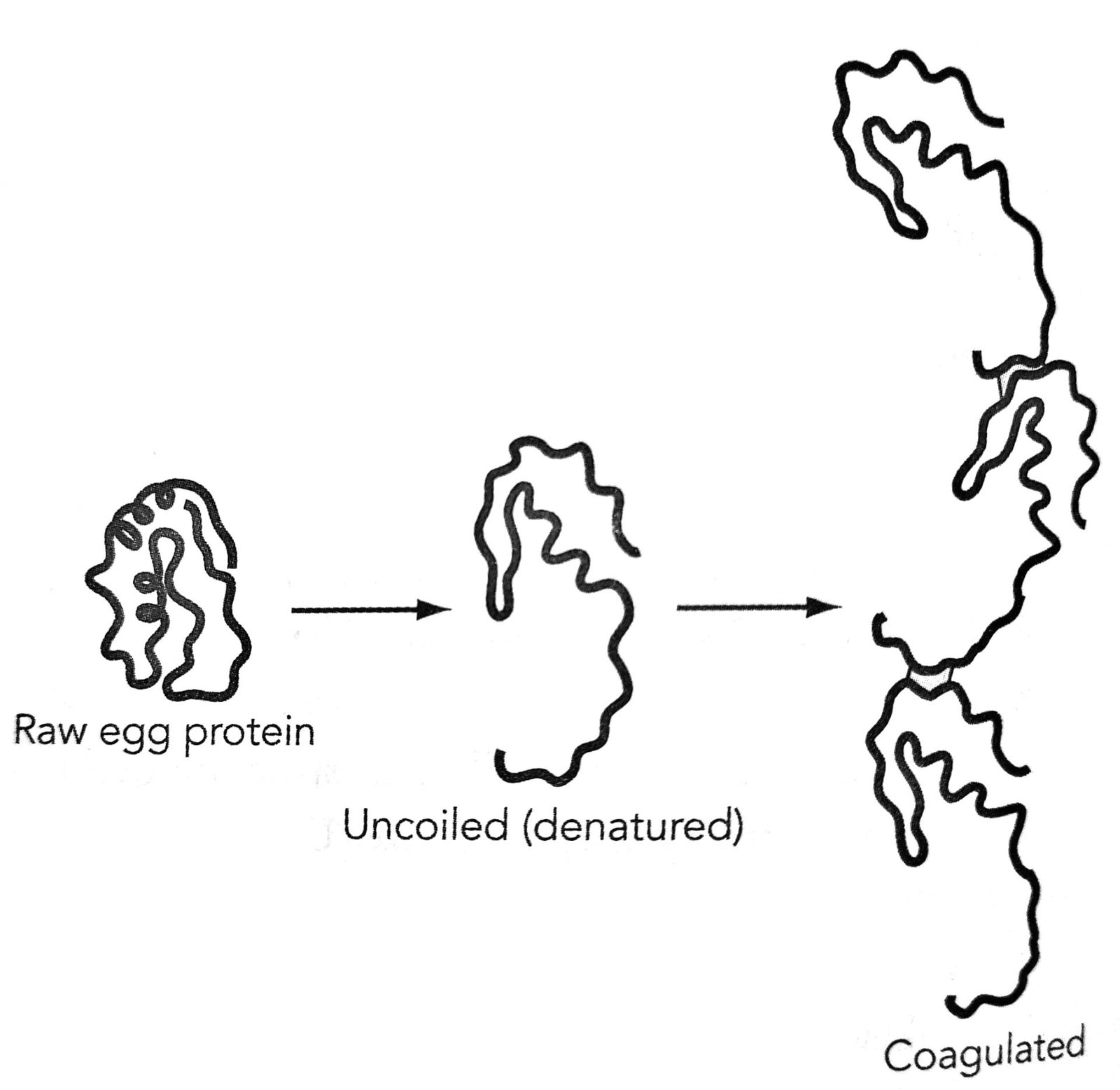 The Chemistry of Baking - Flour & Fiction